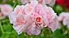 Pelargoner | Allas