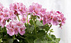 Pelargoner | Allas