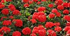 Pelargoner | Allas