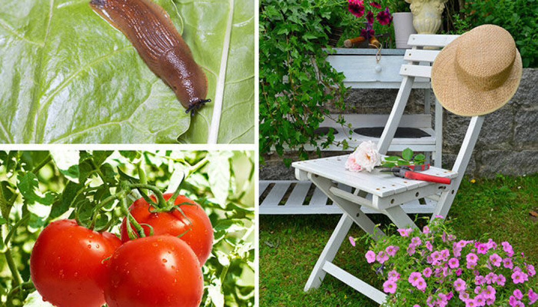 12 smarta sätt att använda bikarbonat i trädgården | Allas