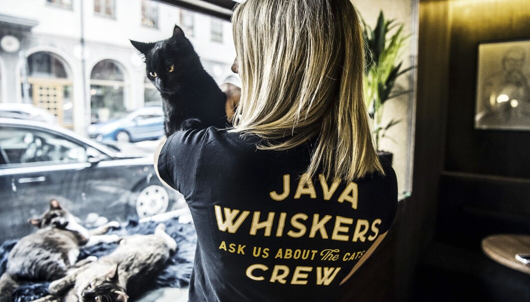 Här är kattkaféet där du kan adoptera en ny mjuk vän! | Allas