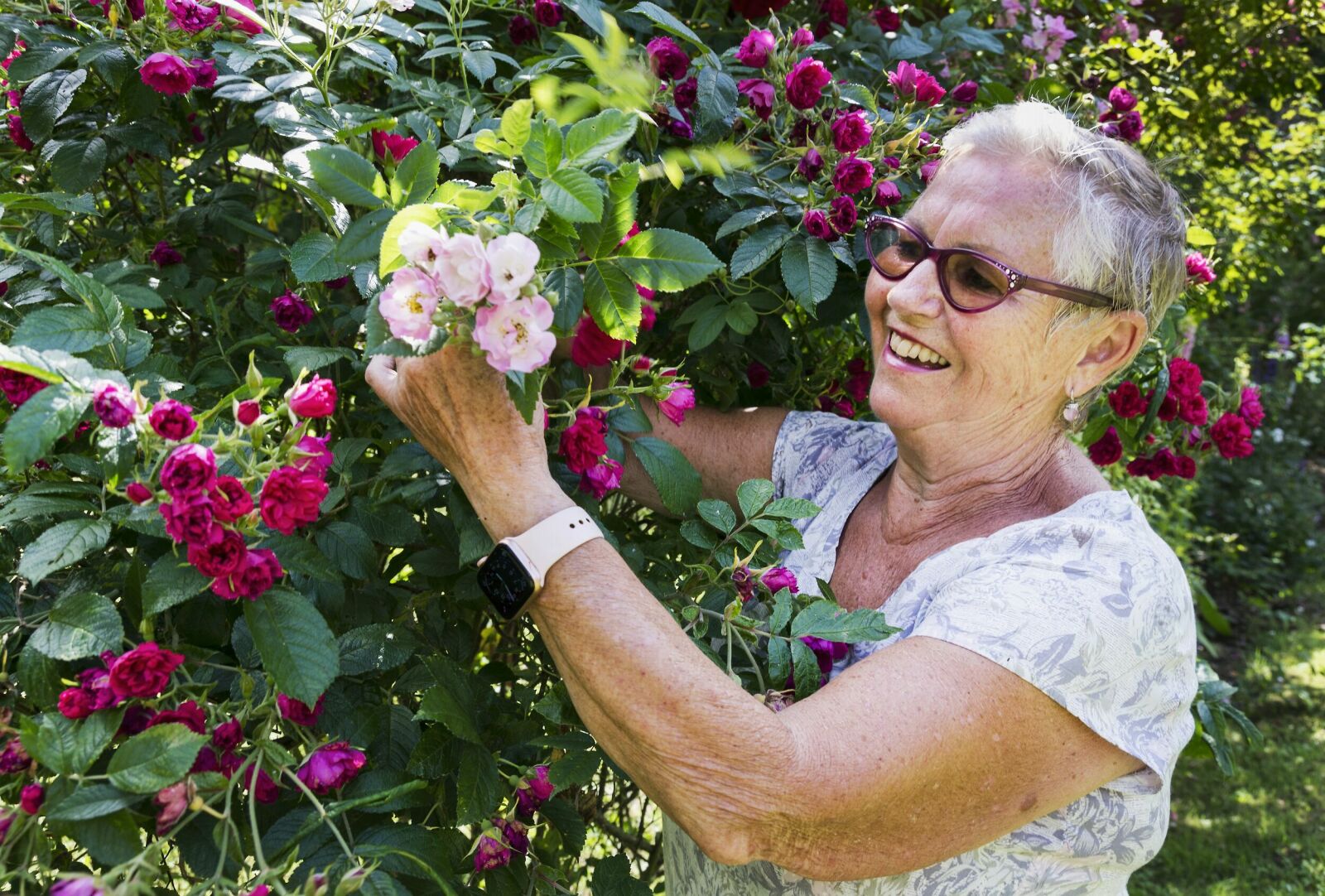 Gammaldags Rosor Sorter Skötsel Plantering Allas