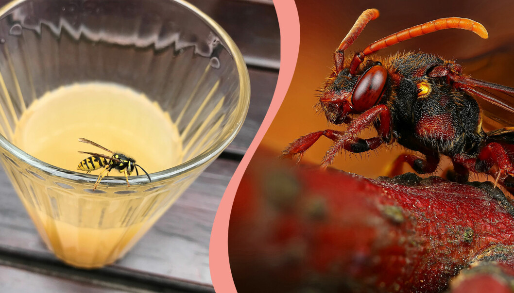 Detta är getingallergi – och 7 tips för att undvika stick | Allas