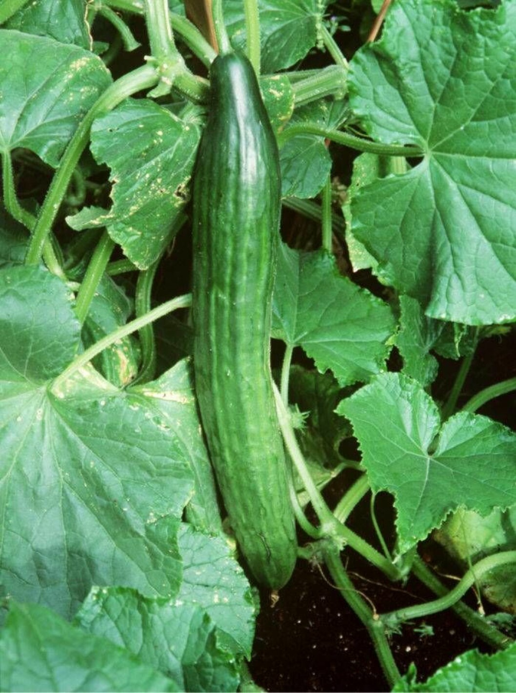 Odla på balkongen: Sex favoriter | Allas