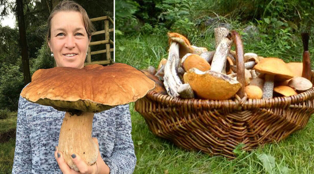 Stubbe i skogen var gigantisk Karljohansvamp | Allas
