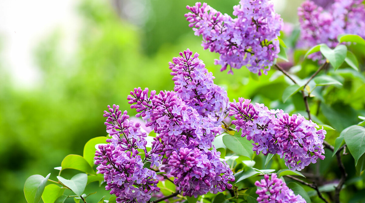 Beskära syrener: Guide för skötsel av syren i trädgården | Allas