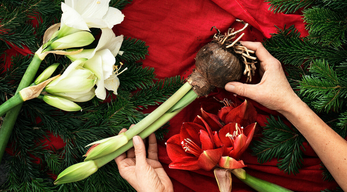 Julens trendigaste växter och blommor – hela listan | Allas