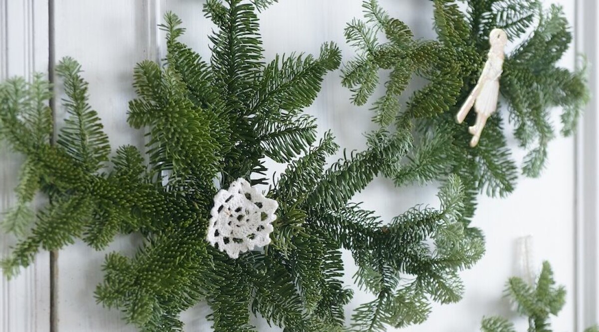 Så gör du en stjärna av granris | Allas