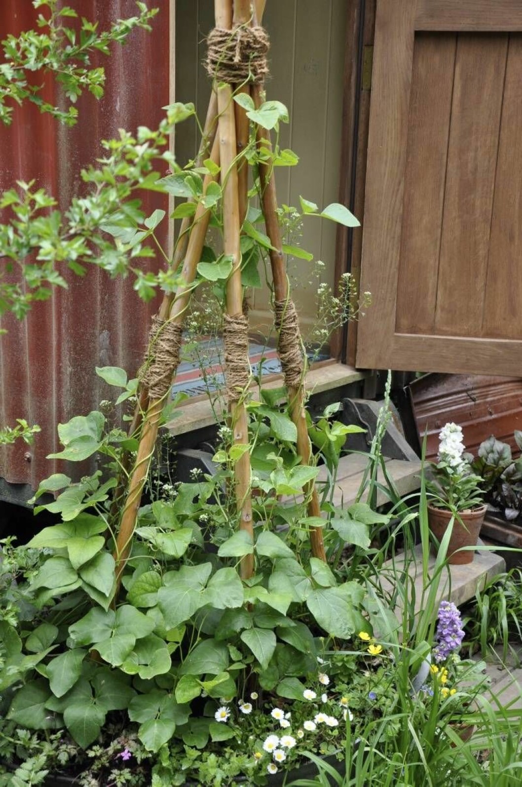 Enkla växtstöd att göra själv! | Allas