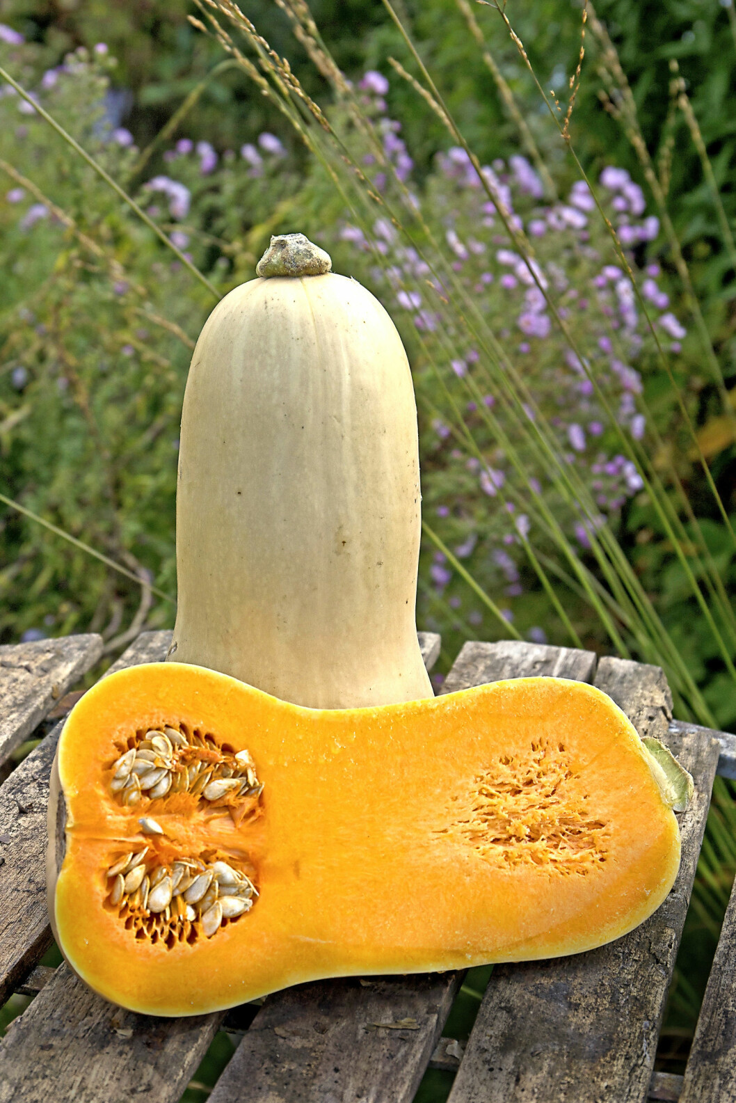 Odla pumpa och squash: lär dig hur du lyckas med odlingen | Allas