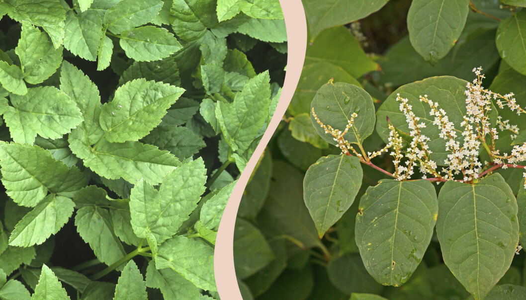 Ogräs: Kirskål, Parkslide, Våtarv, Kvickrot, Tomtskräppa | Allas