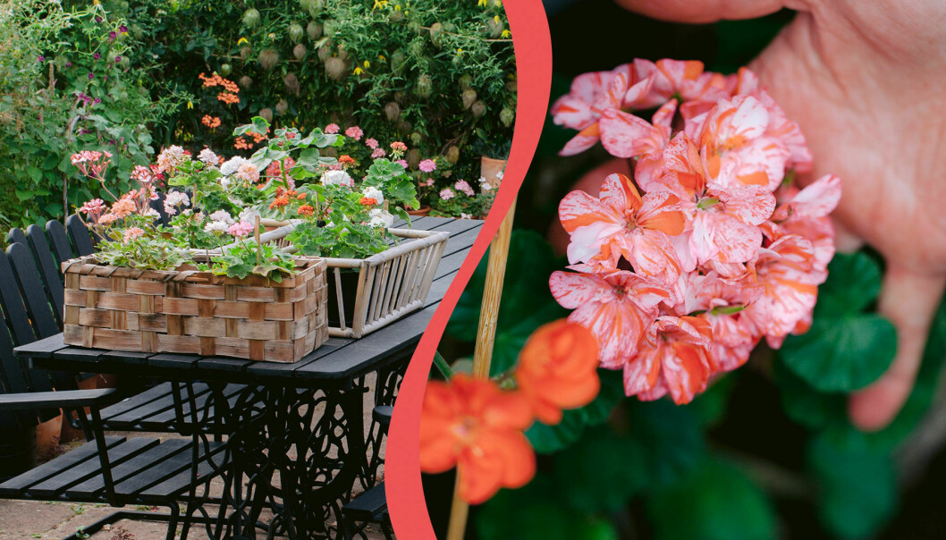 Olika sorters pelargoner: skötsel, ta sticklingar, fröså | Allas