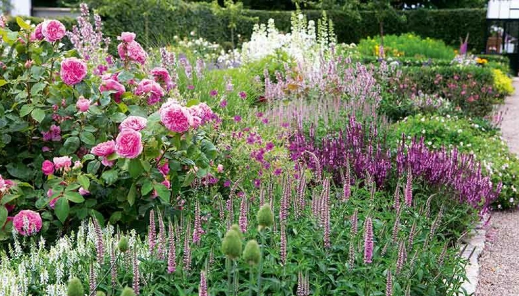 Så får du perennrabatten att prunka | Allas