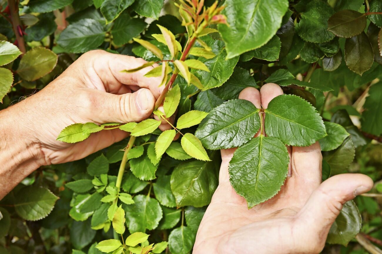 Stor Guide Om Rosor Plantering Skötsel Sorter Allas