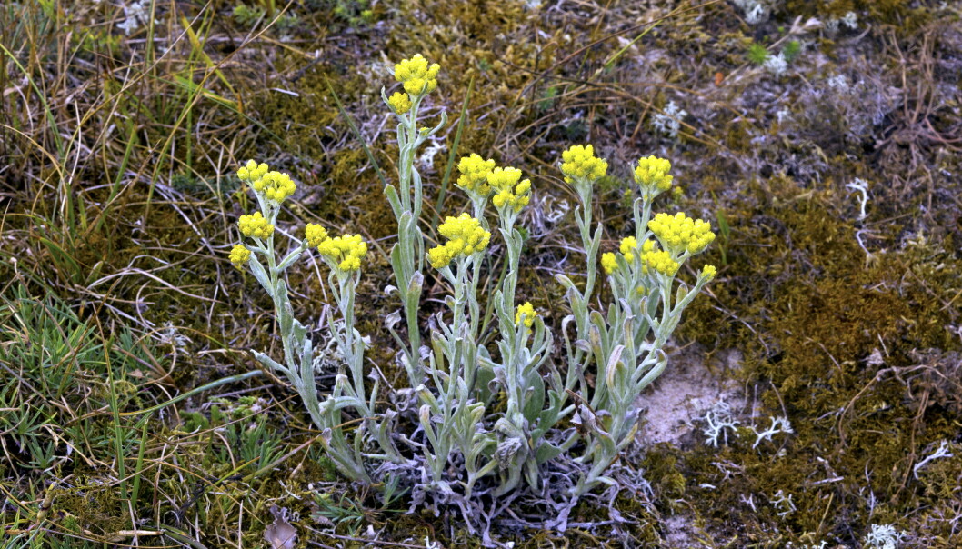 Fridlysta blommor: Här är 7 blommor du inte får plocka | Allas