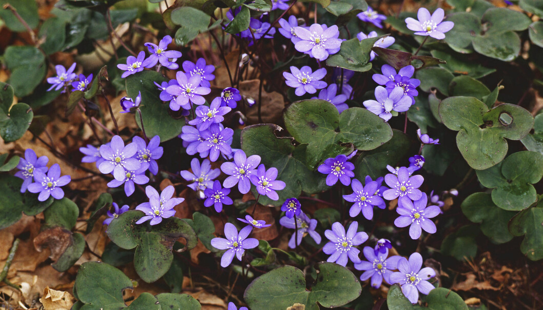 Fridlysta blommor: Här är 7 blommor du inte får plocka | Allas