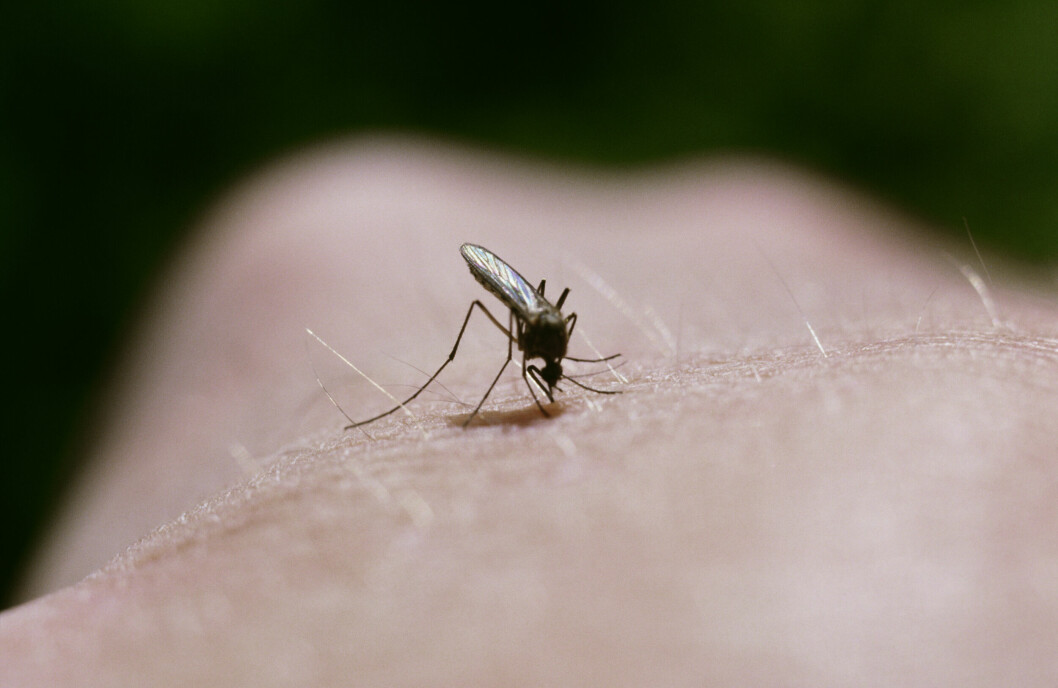 Myggexperten: Allt du behöver veta om myggor i Sverige | Allas