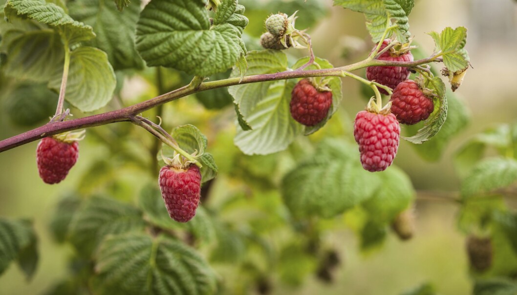 Hemodlat hela säsongen: Från bär till stenfrukt och äpple | Allas