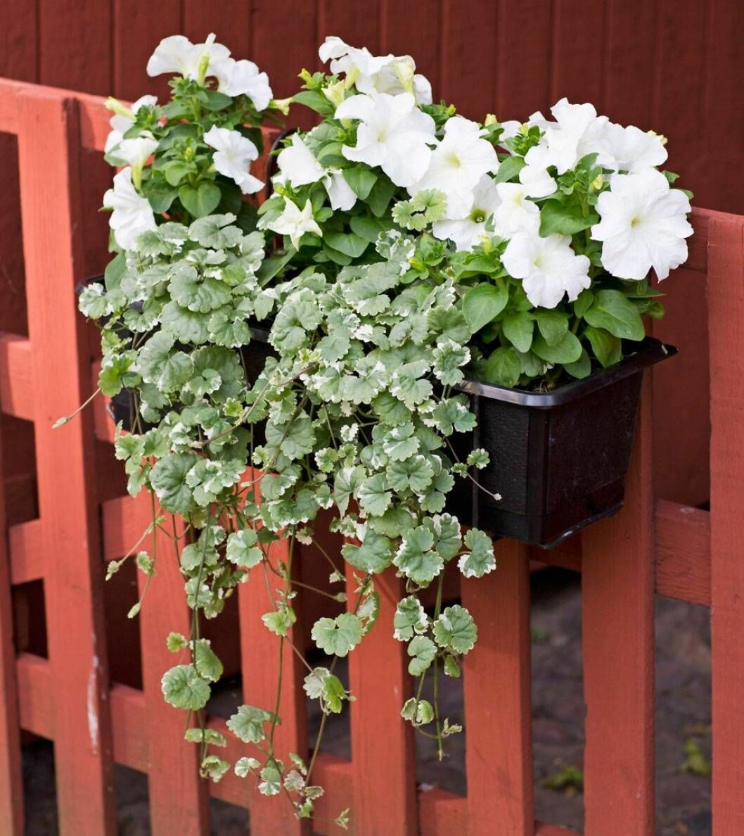 9 tips för sommarblommor i utekrukan | Allas