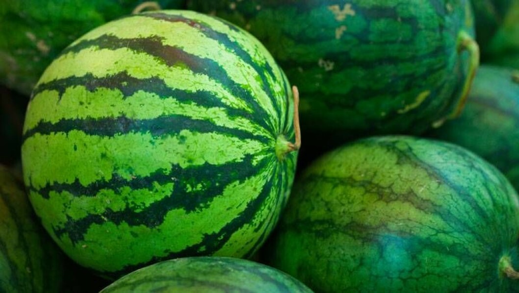 Så vet du om vattenmelonen är mogen | Allas